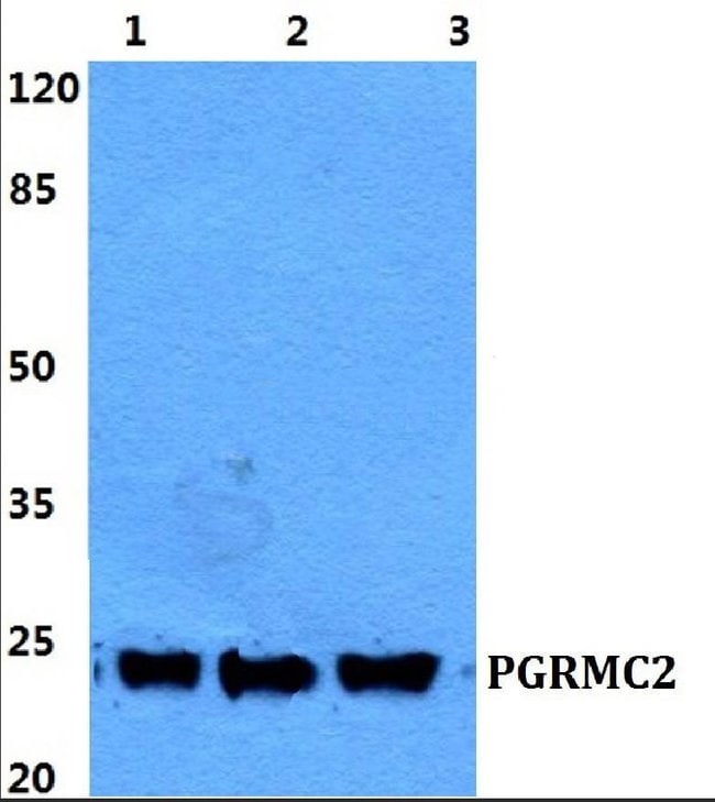 Invitrogen PGRMC2 Polyclonal Antibody 100 μL; Unconjugated:Antibodies ...