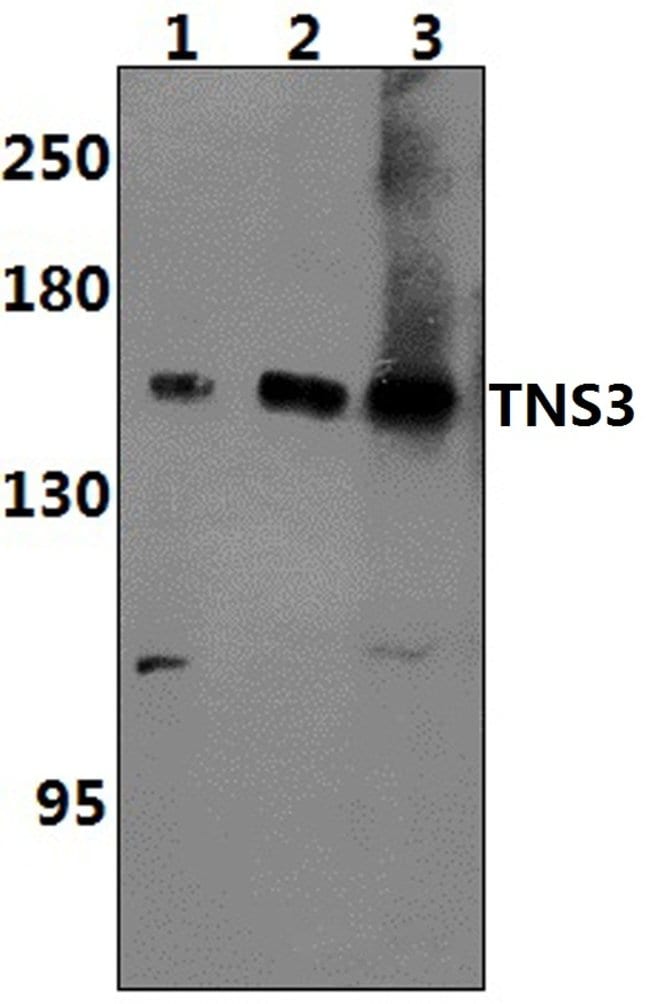 Tensin 3 Polyclonal Antibody, Invitrogen 100 μL; Unconjugated ...