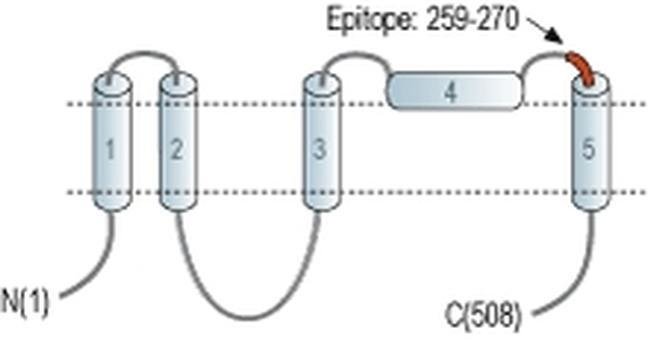 Bestrophin 2 (extracellular) Polyclonal Antibody, Invitrogen™ 50 μL ...