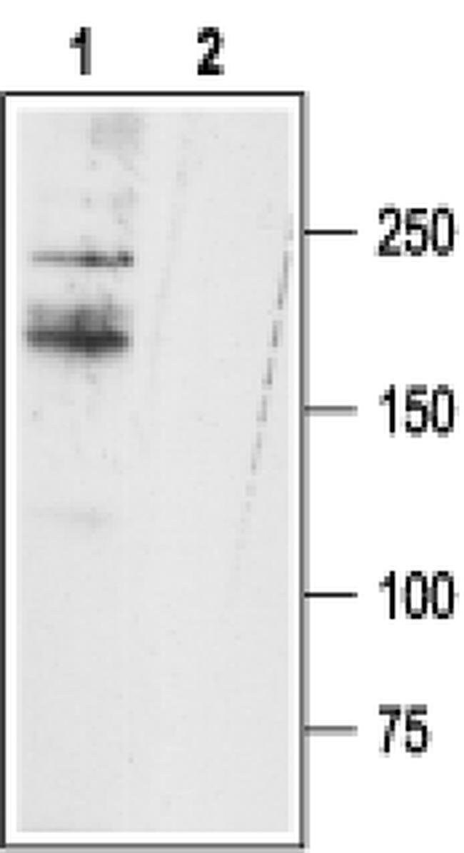SCN11A Rabbit anti-Human, Rat, Polyclonal, Invitrogen 50 µL ...