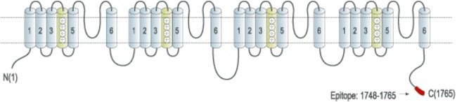 SCN11A Rabbit anti-Human, Rat, Polyclonal, Invitrogen 50 µL ...