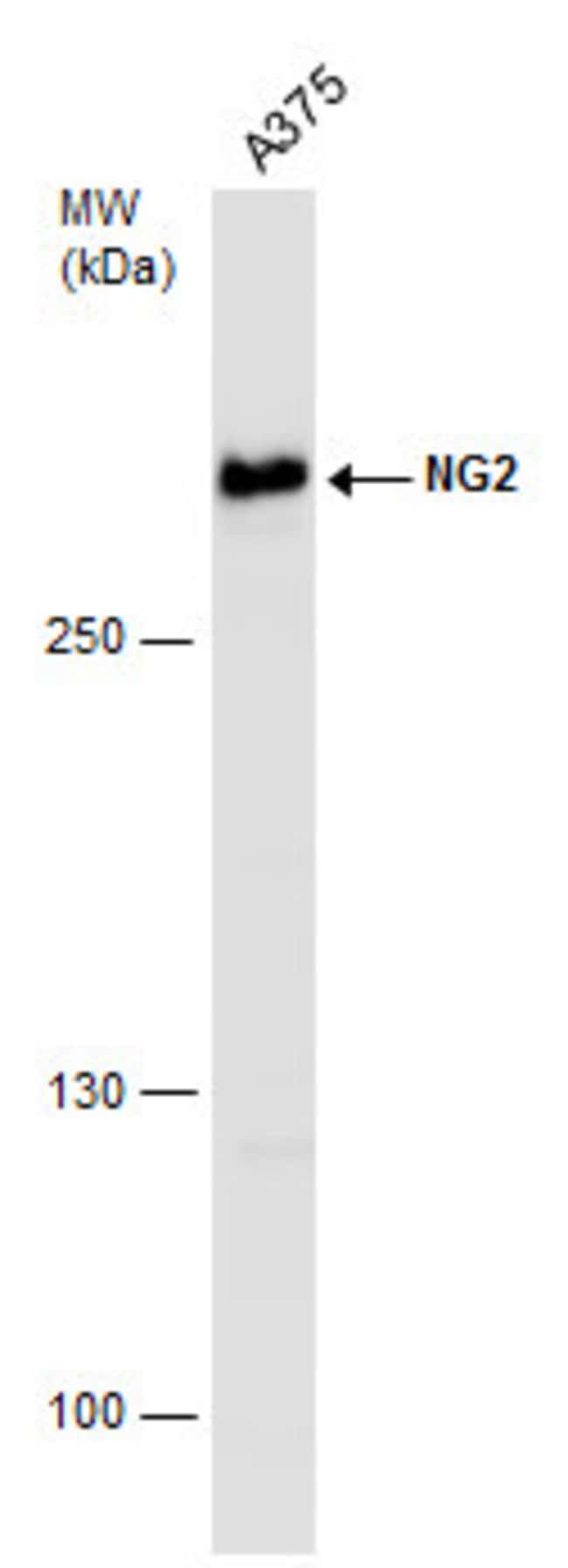 Invitrogen NG2 Polyclonal Antibody 100 μL; Unconjugated:Antibodies ...