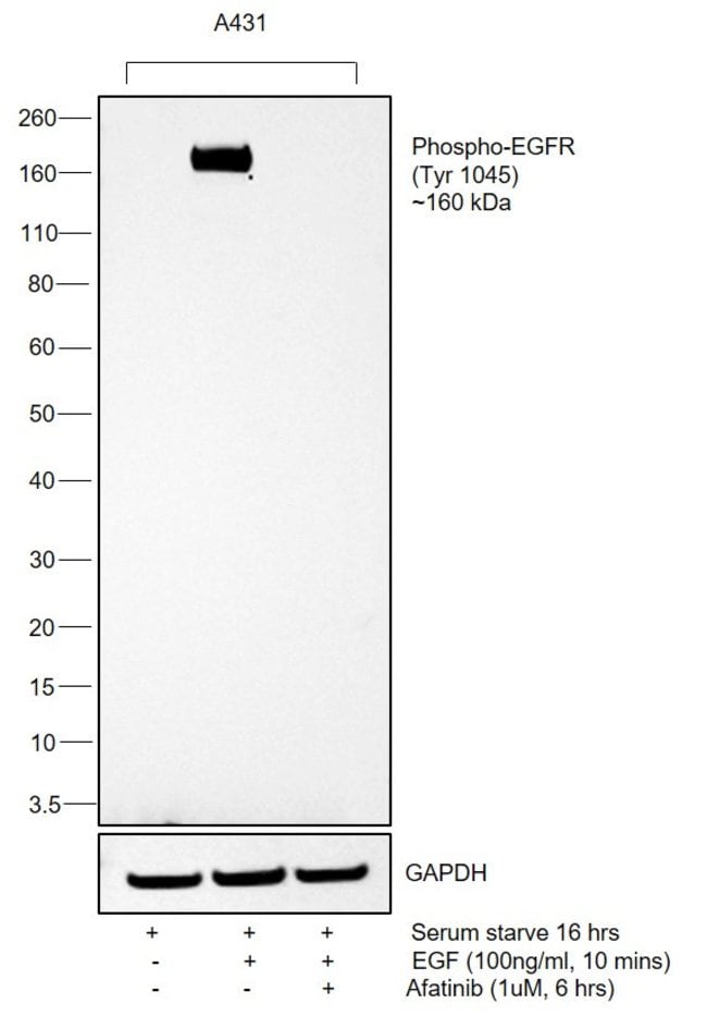 Phospho-EGFR (Tyr1045) Polyclonal Antibody, Invitrogen 100 μL ...