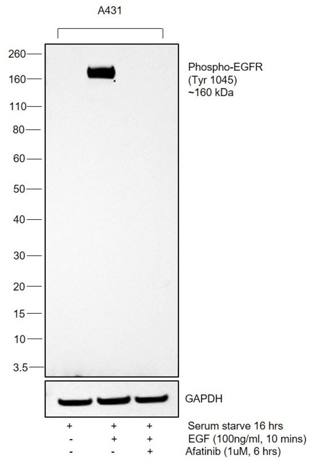 Phospho-EGFR (Tyr1045) Polyclonal Antibody, Invitrogen 100 μL ...