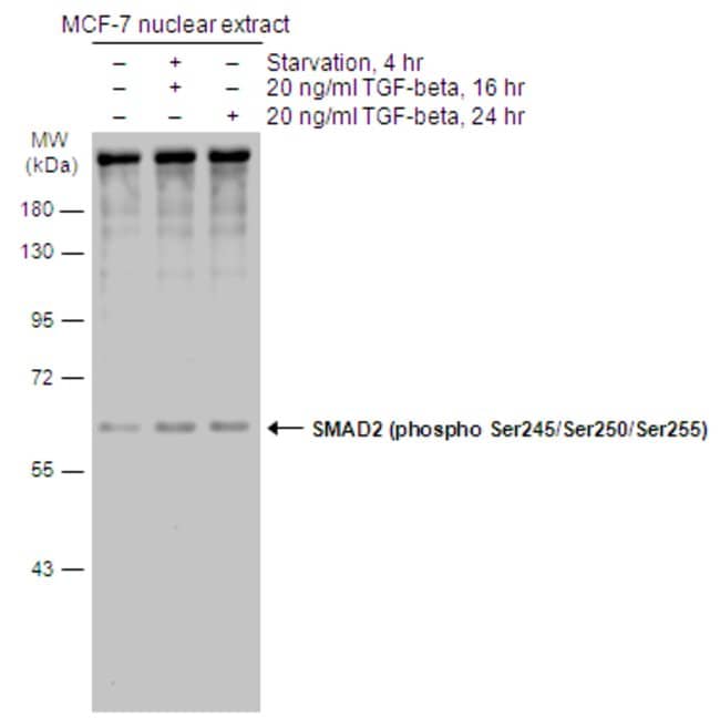 Invitrogen Phospho-SMAD2 (Ser245, Ser250, Ser255) Polyclonal Antibody ...