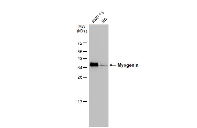 Invitrogen Myogenin Polyclonal Antibody 100 μL; Unconjugated:Antibodies ...