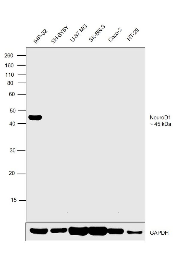 NeuroD1 Polyclonal Antibody, Invitrogen 100 μL; Unconjugated:Antibodies ...