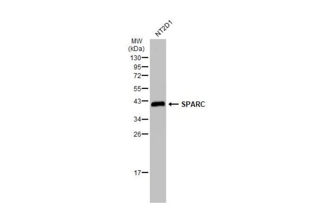 Invitrogen SPARC Polyclonal Antibody 100 μL; Unconjugated:Antibodies ...