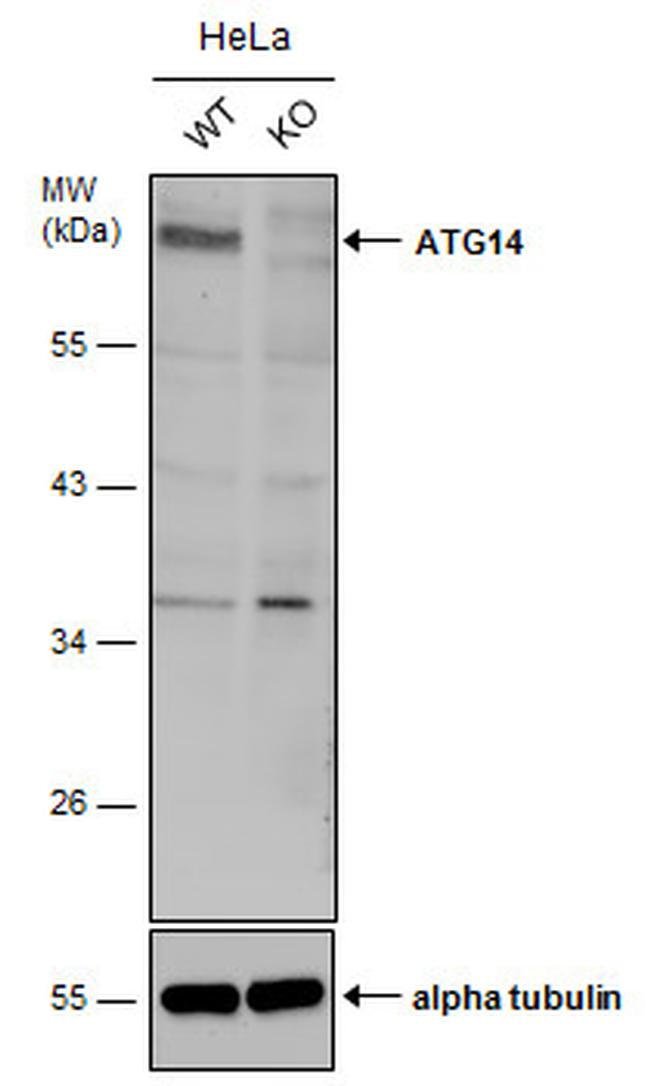 ATG14 Polyclonal Antibody, Invitrogen 100 μL; Unconjugated:Antibodies ...