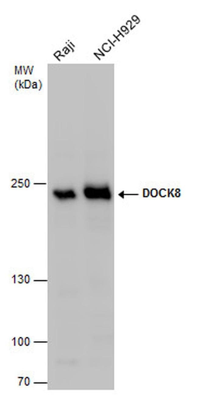 DOCK8 Polyclonal Antibody, Invitrogen 100 μL; Unconjugated:Antibodies ...