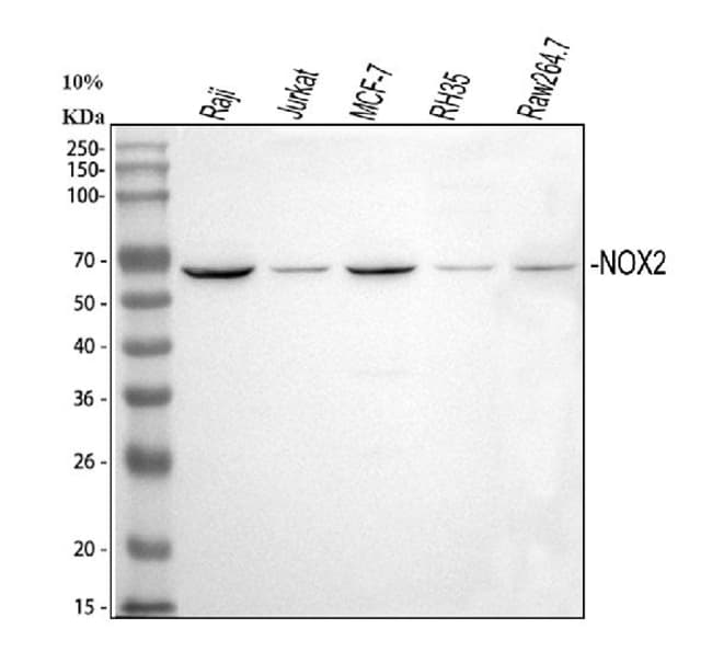 Invitrogen NOX2 Polyclonal Antibody 100 μg; Unconjugated:Antibodies ...