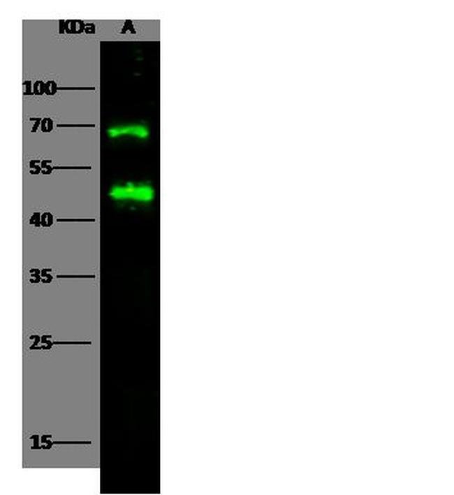 ICAM-2 Polyclonal Antibody, Invitrogen 100 μL; Unconjugated:Antibodies ...