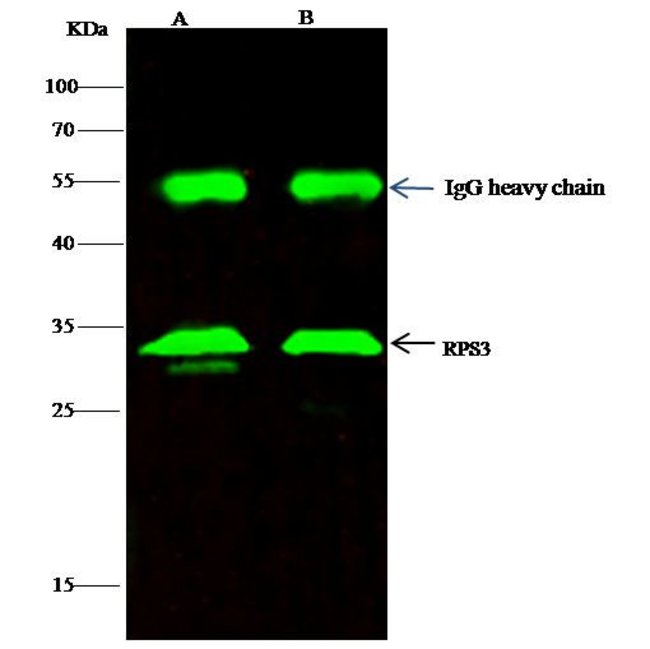 Invitrogen RPS3 Polyclonal Antibody 100 μL; Unconjugated:Antibodies ...