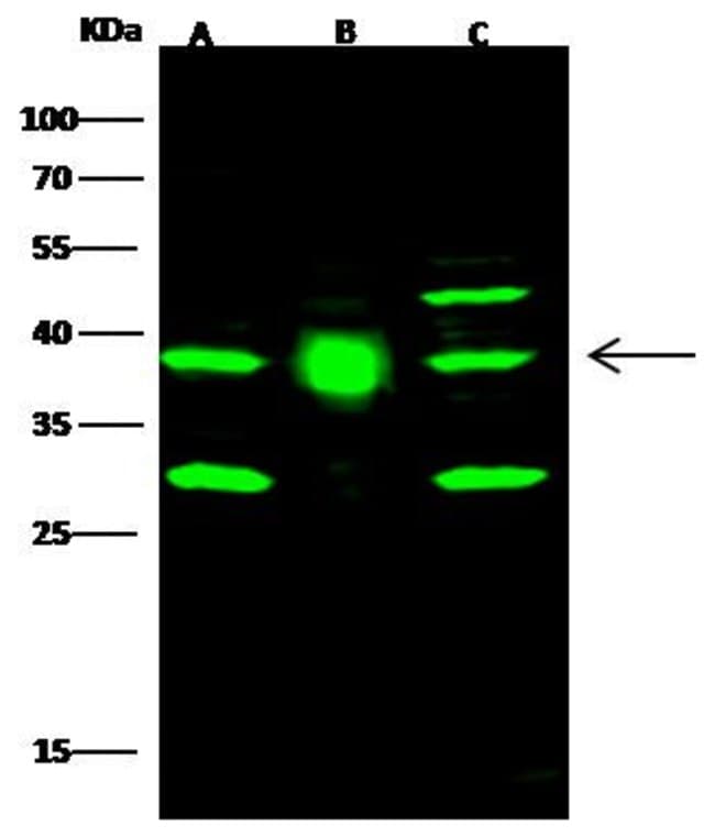 Invitrogen FDPS Polyclonal Antibody 100 μL; Unconjugated:Antibodies ...