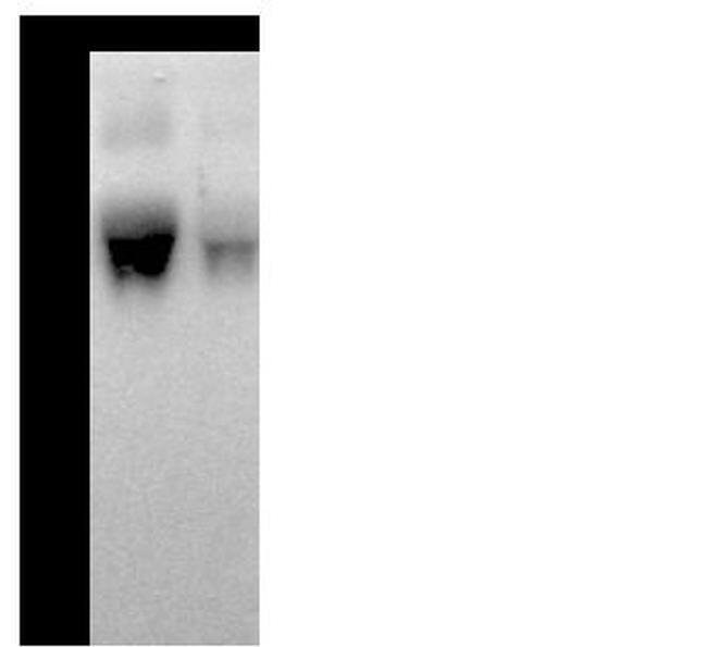 Influenza A H1N1 HA1 (A/WSN/33) Polyclonal Antibody, Invitrogen 100 μL ...