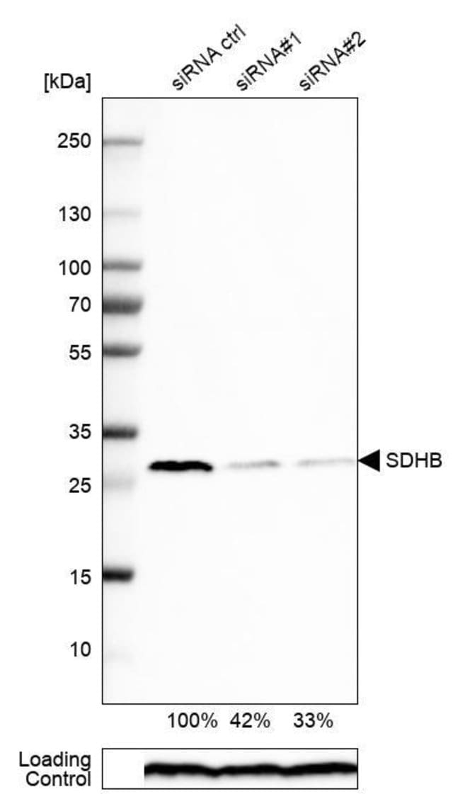 SDHB Polyclonal Antibody, Invitrogen 100 μL; Unconjugated:Antibodies ...