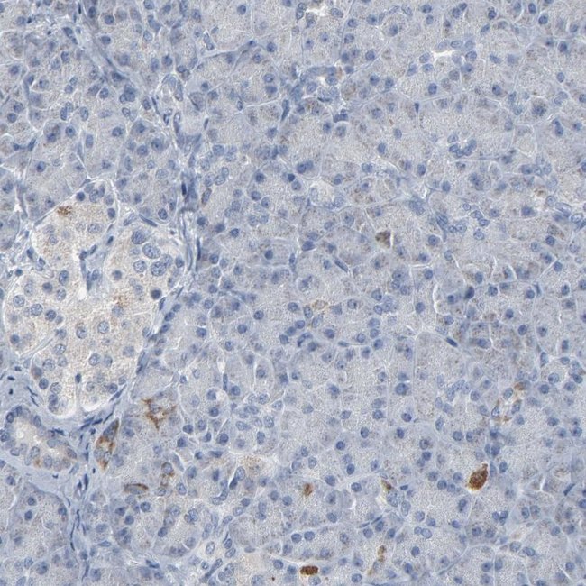 GPX2 Polyclonal Antibody, Invitrogen 100 μL; Unconjugated:Antibodies ...