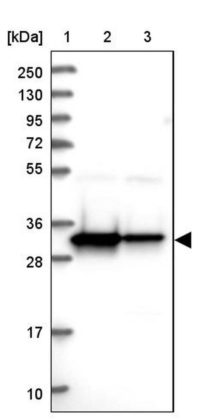 HADH Polyclonal Antibody, Invitrogen 100 μL; Unconjugated:Antibodies ...