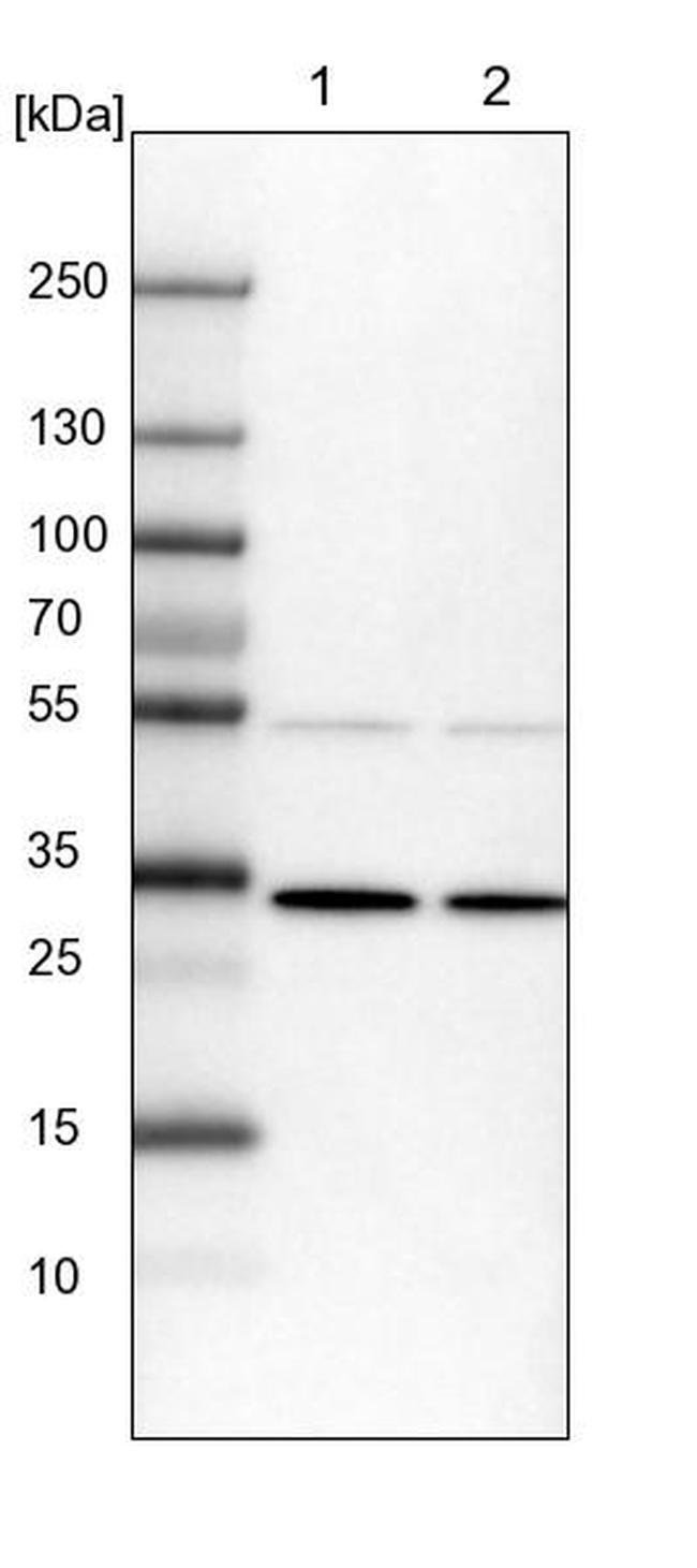 HADH Polyclonal Antibody, Invitrogen 100 μL; Unconjugated:Antibodies ...