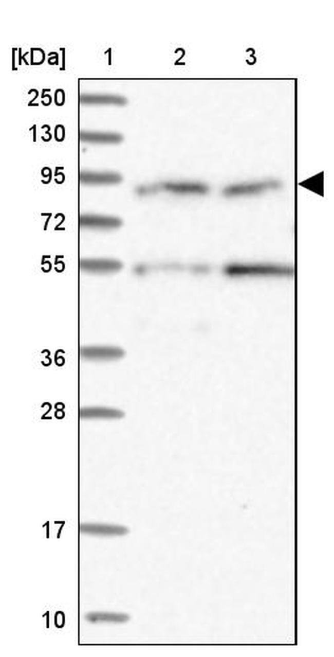 GLE1 Polyclonal Antibody, Invitrogen 100 μL; Unconjugated:Antibodies ...