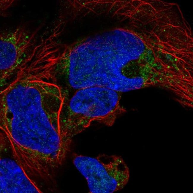 NDUFA10 Polyclonal Antibody, Invitrogen 100 μL; Unconjugated:Antibodies ...
