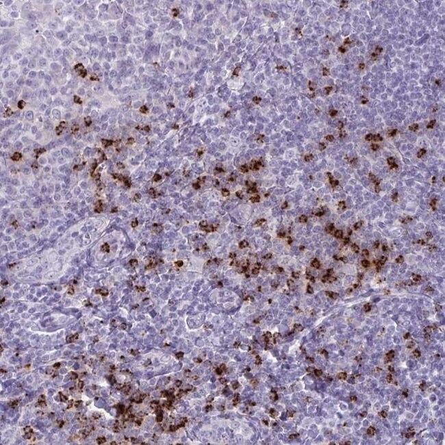 Granzyme K Rabbit anti-Human, Polyclonal, Invitrogen 100 μL ...