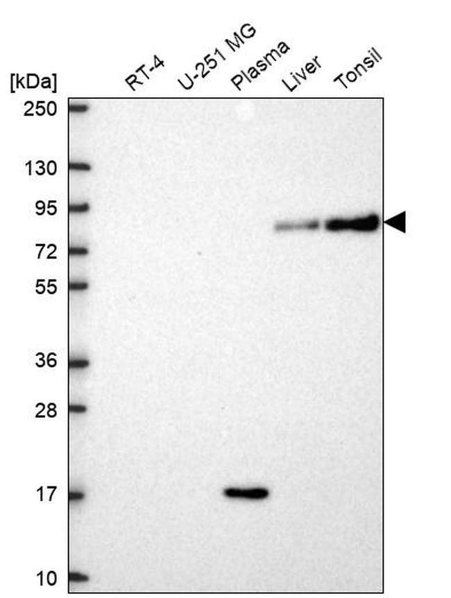 SLC3A1 Polyclonal Antibody, Invitrogen 100 μL; Unconjugated:Antibodies ...