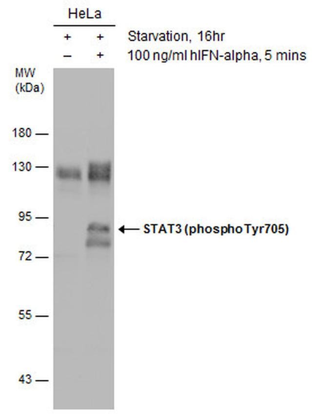 Phospho-STAT3 (Tyr705) Rabbit anti-Human, Mouse, Polyclonal, Invitrogen ...