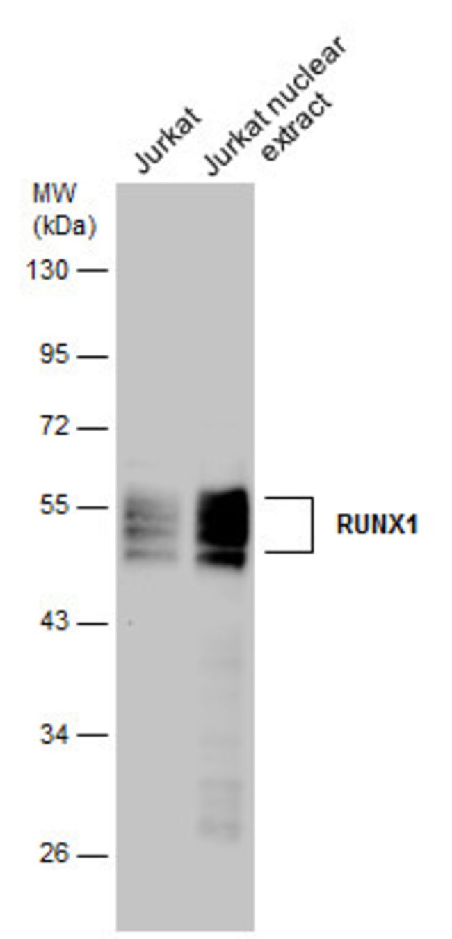 Invitrogen RUNX1 Polyclonal Antibody 100 μL; Unconjugated:Antibodies, | Fisher Scientific