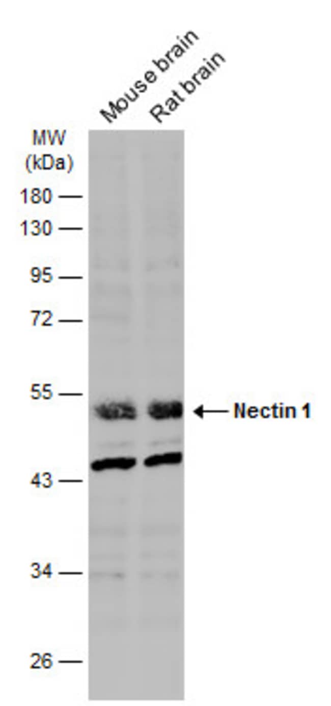 Invitrogen Nectin 1 Polyclonal Antibody 100 μL | Buy Online ...