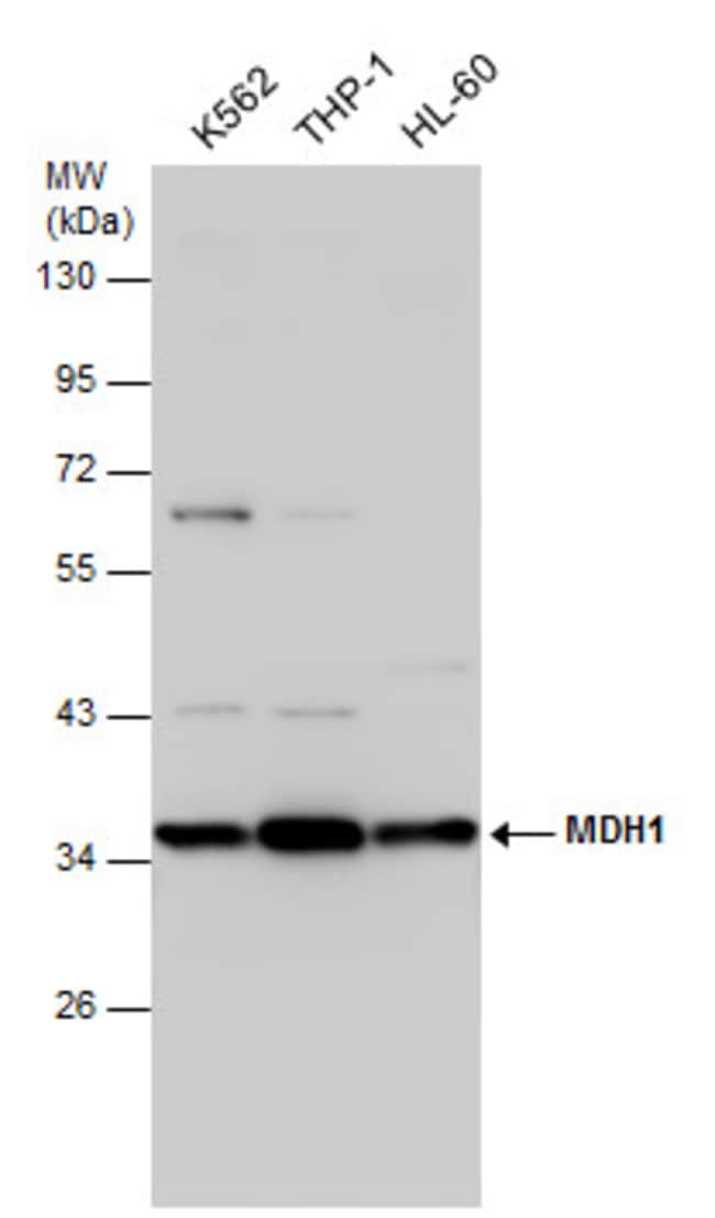 Invitrogen MDH1 Polyclonal Antibody 100 μL; Unconjugated:Antikroppar ...