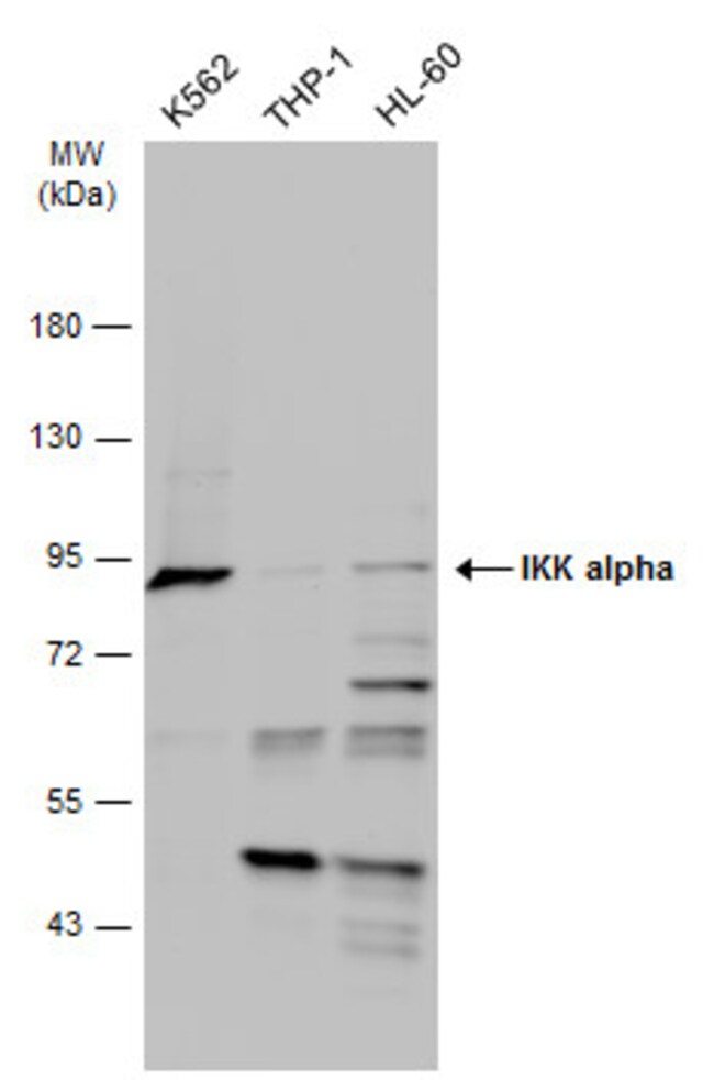 Invitrogen IKK alpha Polyclonal Antibody 100 μL; Unconjugated:Antibodies, | Fisher Scientific