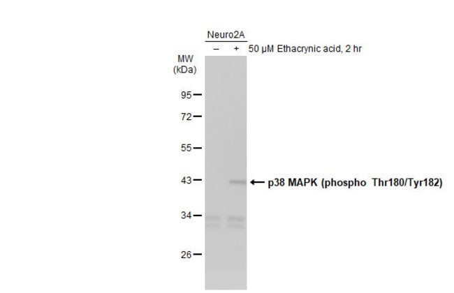 Invitrogen Phospho-p38 MAPK (Thr180, Tyr182) Polyclonal Antibody 100 μL; | Fisher Scientific