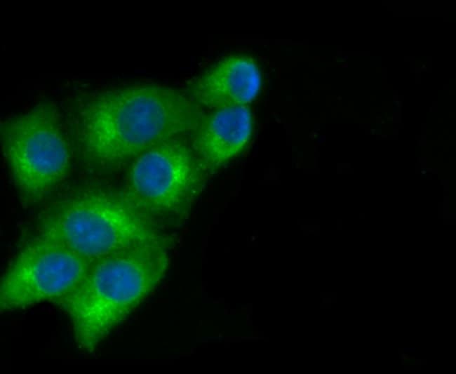 MYL2 Polyclonal Antibody, Invitrogen 100μL; Unconjugated:Antibodies ...