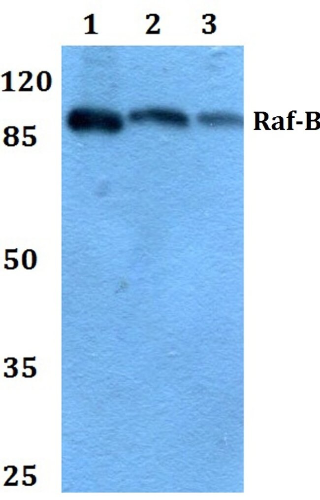 B-Raf Polyclonal Antibody, Invitrogen 100 μL; Unconjugated:Antibodies ...