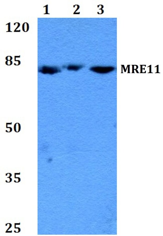 MRE11 Polyclonal Antibody, Invitrogen 100 μL; Unconjugated:Antibodies ...