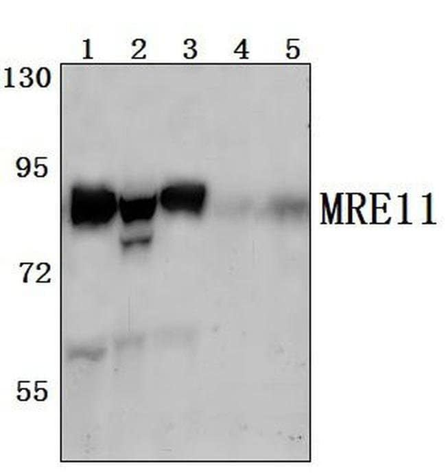 MRE11 Polyclonal Antibody, Invitrogen 100 μL; Unconjugated:Antibodies ...