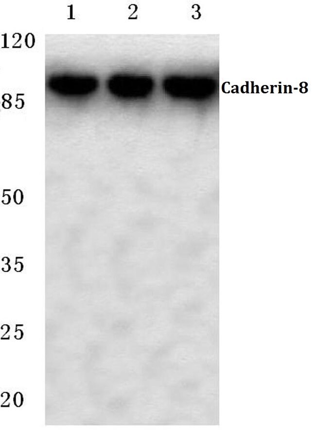 Invitrogen CDH8 Polyclonal Antibody 100 μL; Unconjugated:Antibodies ...