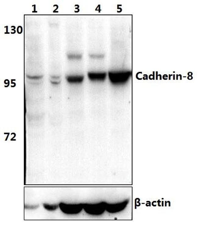 Invitrogen CDH8 Polyclonal Antibody 100 μL; Unconjugated:Antibodies ...