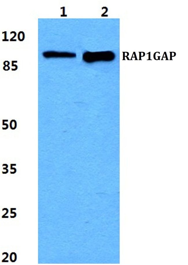 Invitrogen RAP1GAP Polyclonal Antibody 100 μL; Unconjugated:Antibodies, | Fisher Scientific