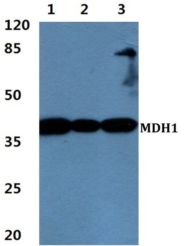 MDH1 Polyclonal Antibody, Invitrogen 100 μL; Unconjugated:Antibodies ...