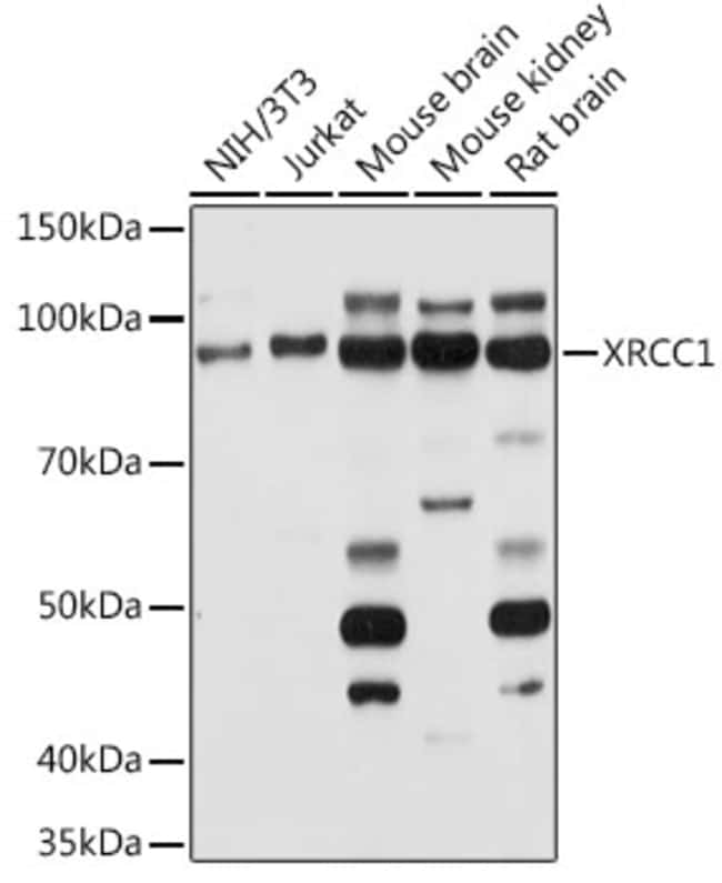 Invitrogen XRCC1 Polyclonal Antibody 100 μL; Unconjugated:Antibodies ...