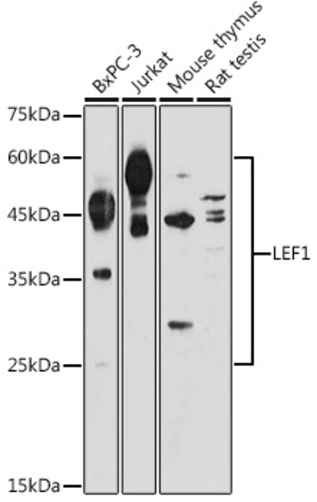 Invitrogen LEF1 Polyclonal Antibody 100 μL | Buy Online | Invitrogen ...