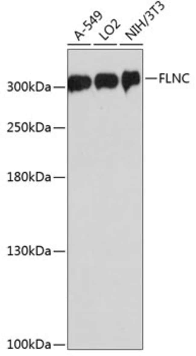 Filamin 2 Polyclonal Antibody, Invitrogen 100 μL; Unconjugated ...