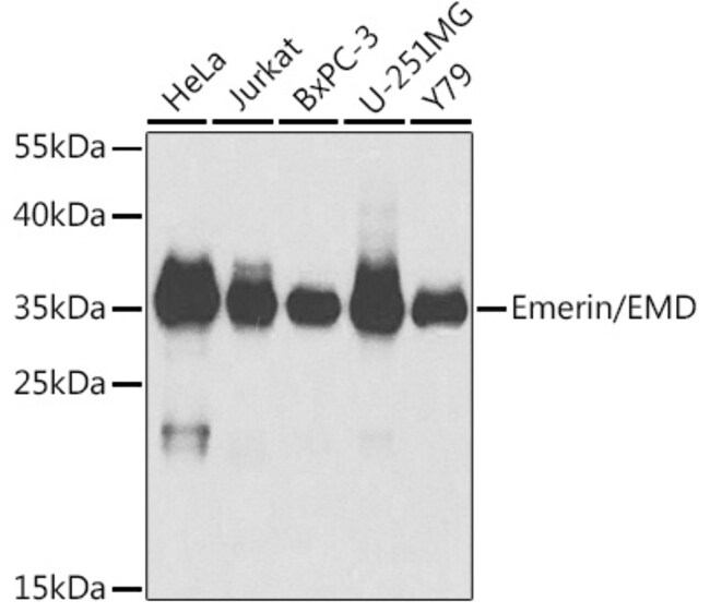 Invitrogen Emerin Polyclonal Antibody 100 μL; Unconjugated:Antibodies ...