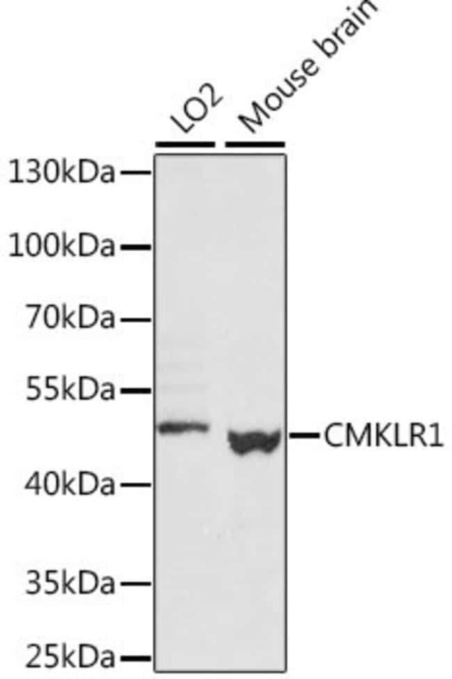 CMKLR1 Polyclonal Antibody, Invitrogen 100 μL; Unconjugated:Antibodies ...