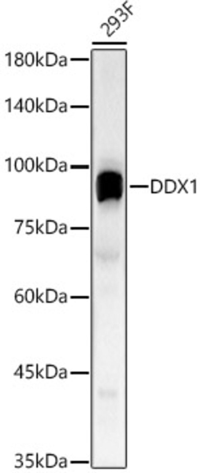 Invitrogen DDX1 Polyclonal Antibody 100 μL; Unconjugated:Antibodies ...