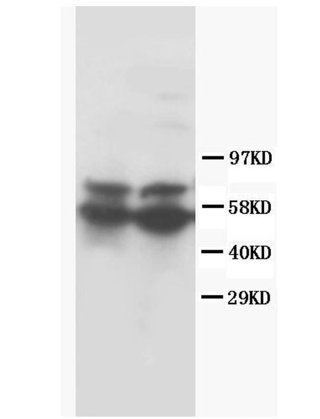 Runx2 Polyclonal Antibody Invitrogen 100 μg Unconjugated Antibodies