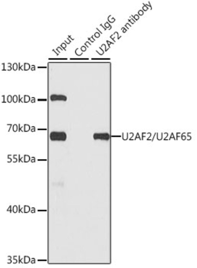 Invitrogen U2AF2 Polyclonal Antibody 100 μL; Unconjugated:Antibodies ...