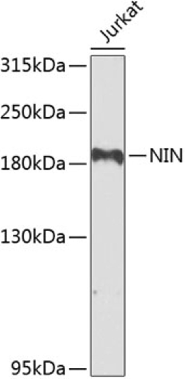 Invitrogen Ninein Polyclonal Antibody 100 μL; Unconjugated:Antibodies ...